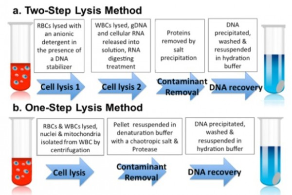 Two Methods to Extract DNA from Whole Blood - EPRUI Biotech